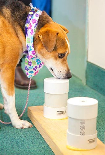 Residential - Pest Control Toronto | Toronto Pest Control | Pest ...