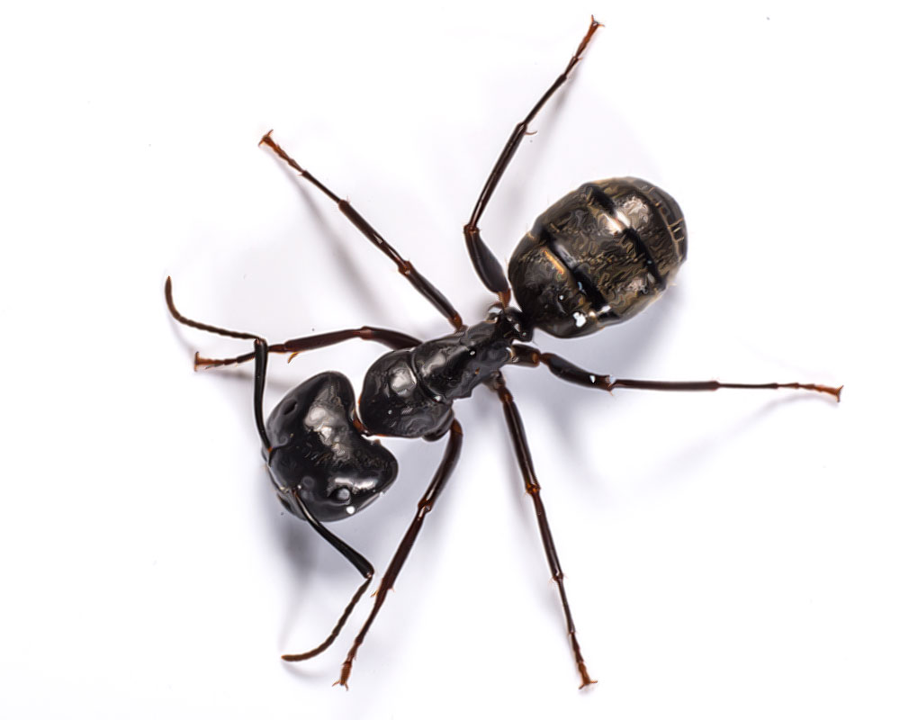 Carpenter Ants - Pest Control Toronto | Toronto Pest Control | Pest ...